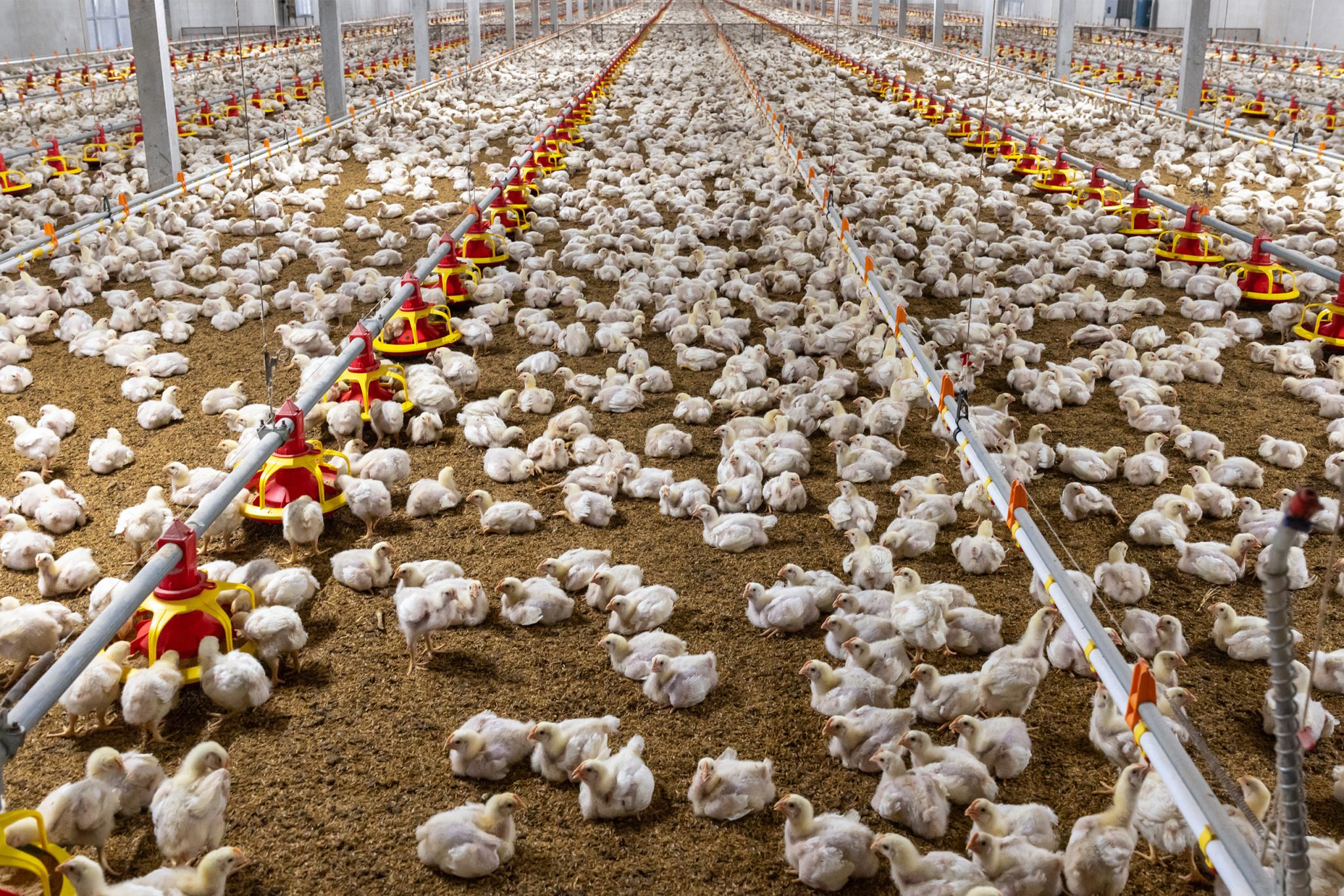 Pui de carne pentru abatorizare - Nutrientul Group